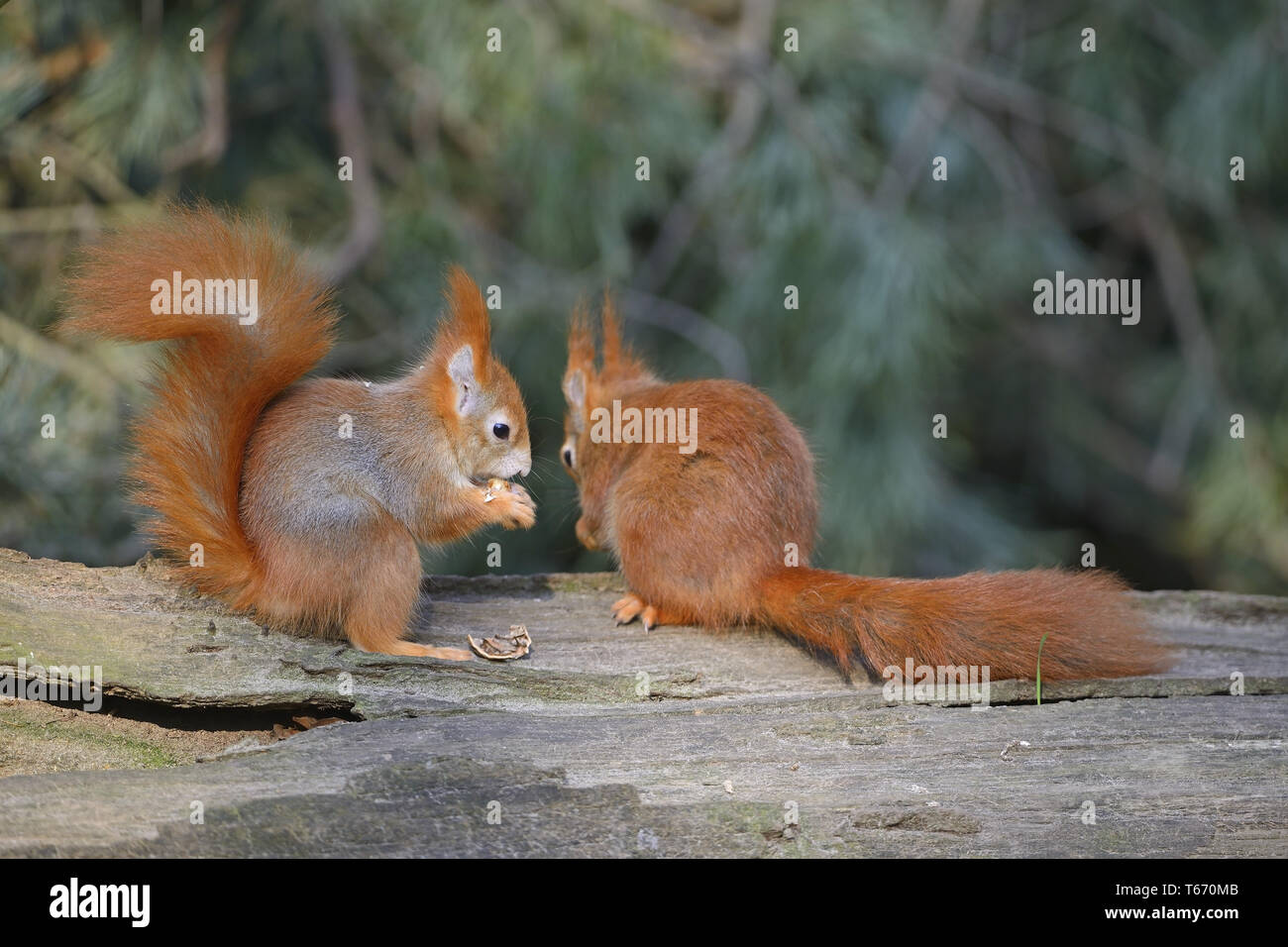 Eurasian red squirrel Stock Photo - Alamy