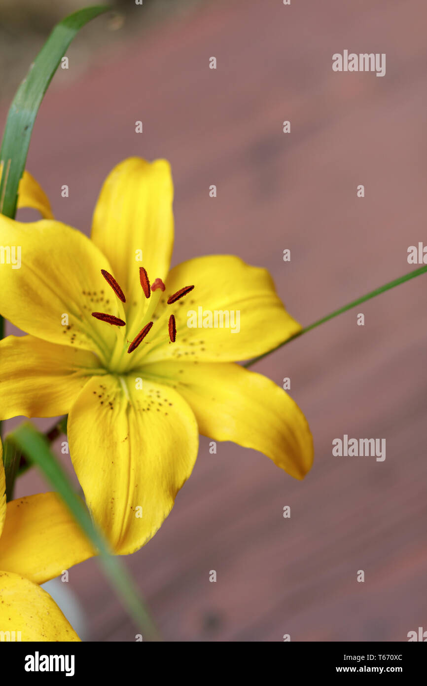 Detail of flowering yellow lily Stock Photo - Alamy