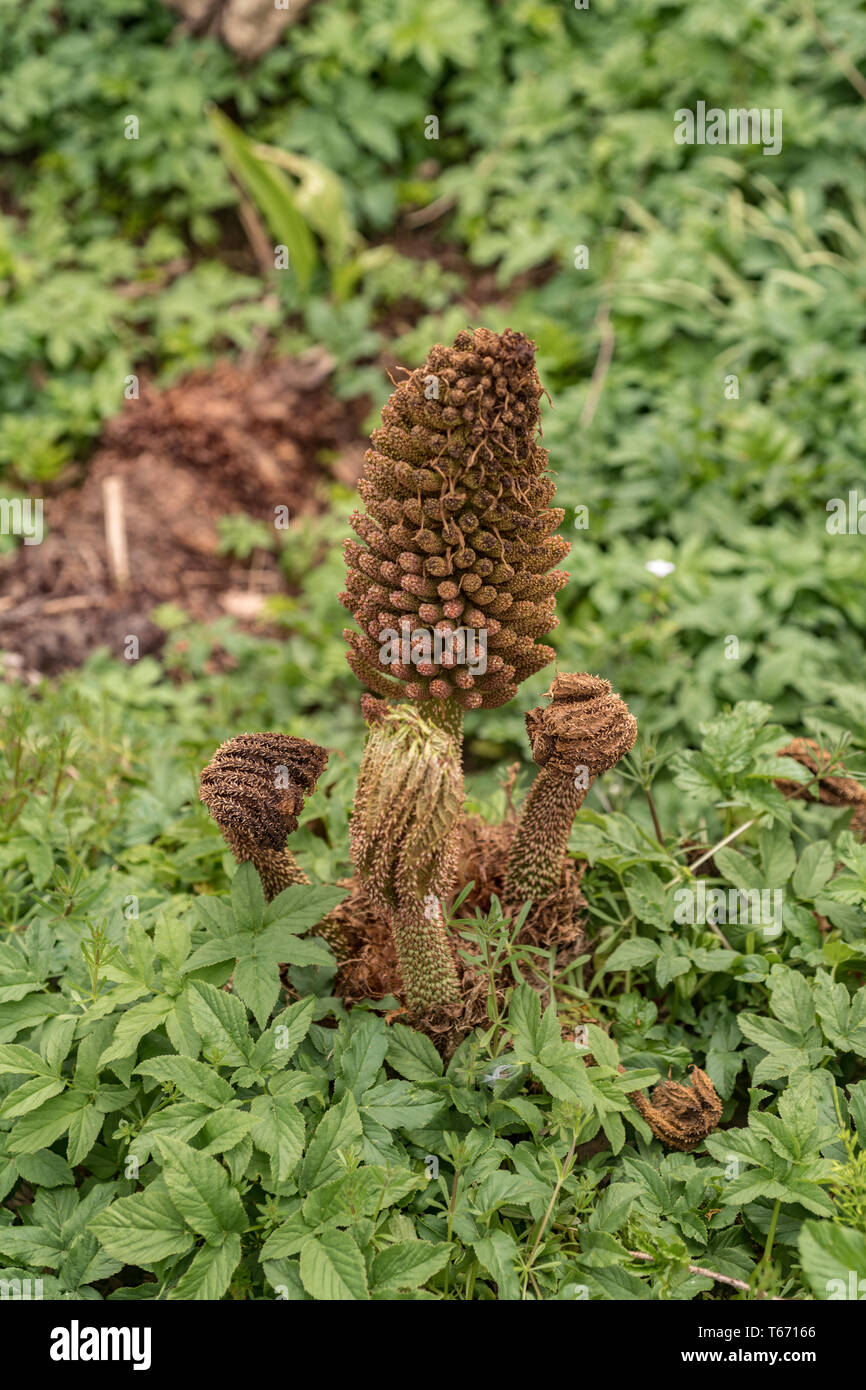 Gunnera flower head hi-res stock photography and images - Alamy