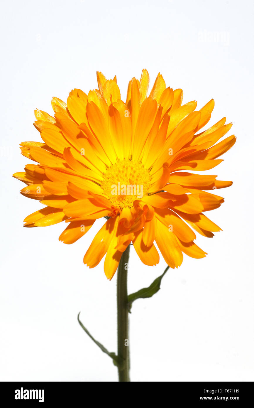 common marigold [Calendula officinalis] Stock Photo - Alamy