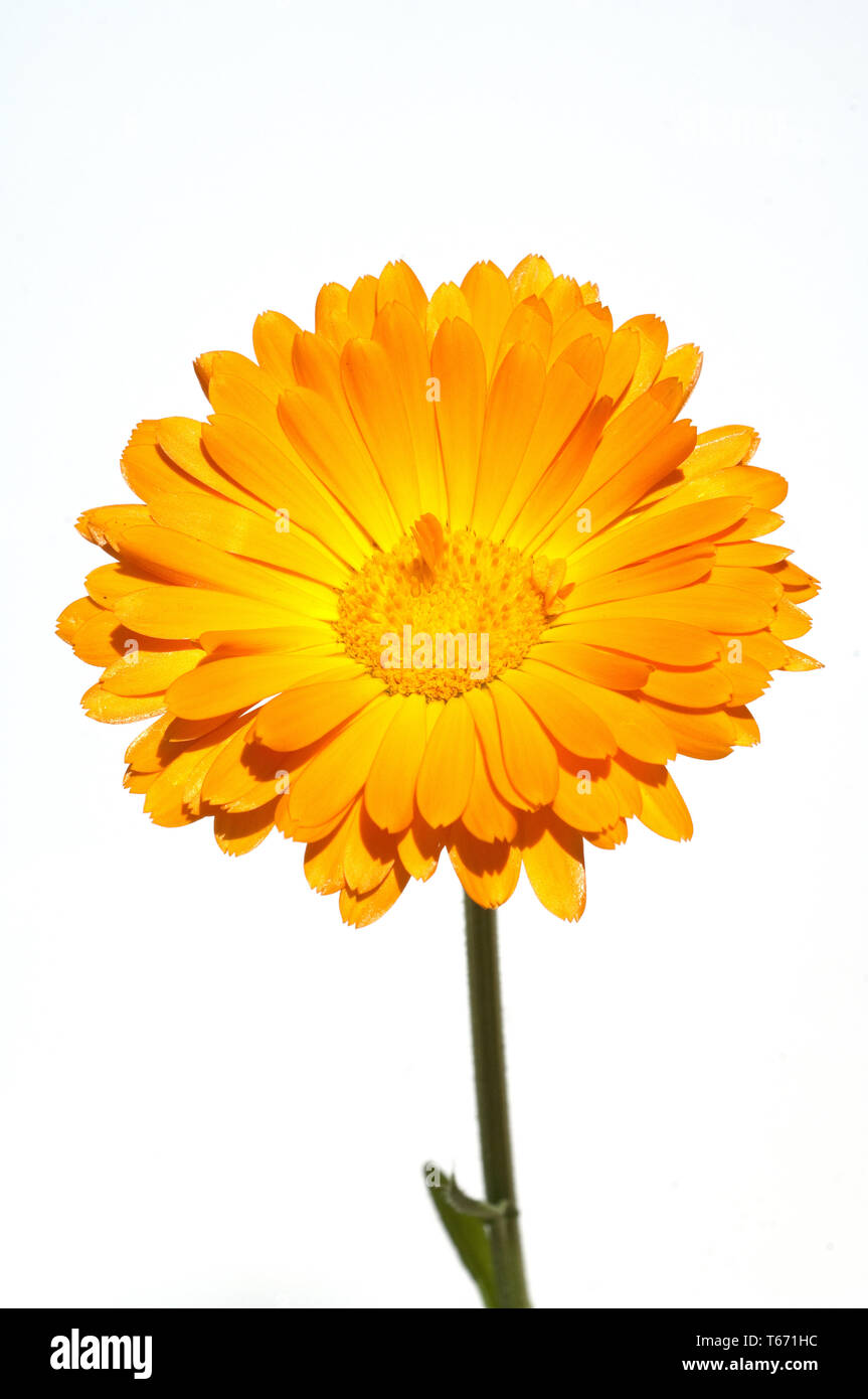 common marigold [Calendula officinalis] Stock Photo - Alamy