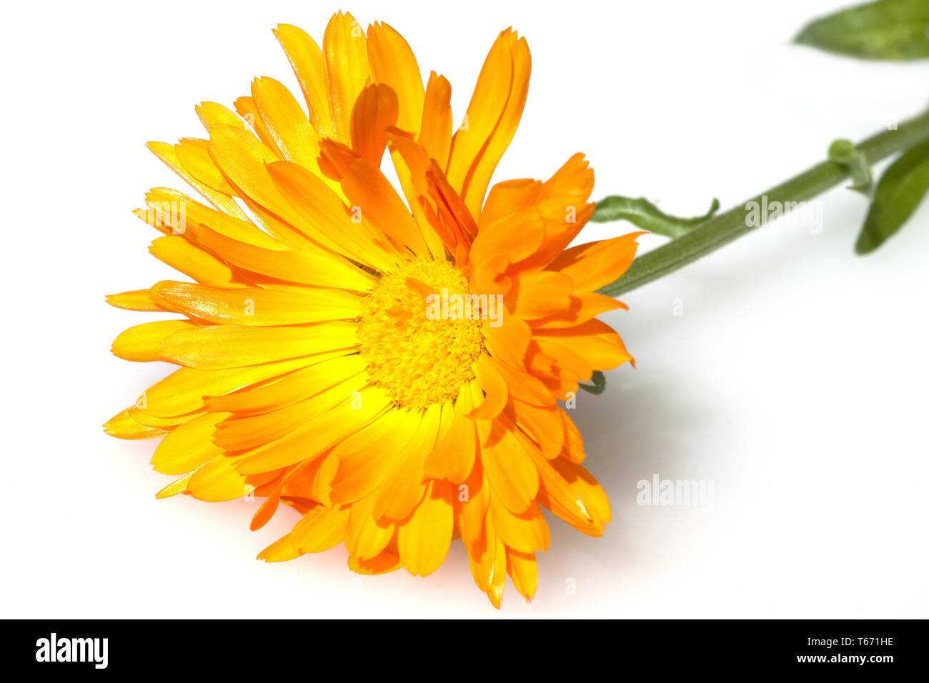 common marigold [Calendula officinalis] Stock Photo - Alamy
