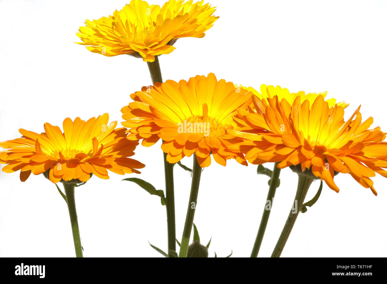 common marigold [Calendula officinalis] Stock Photo - Alamy