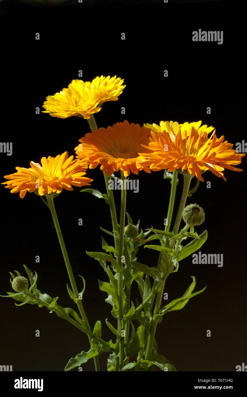 common marigold [Calendula officinalis] Stock Photo - Alamy