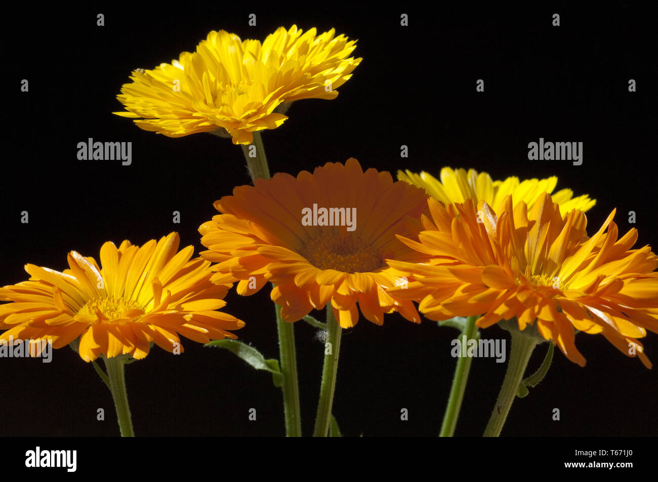 common marigold [Calendula officinalis] Stock Photo - Alamy