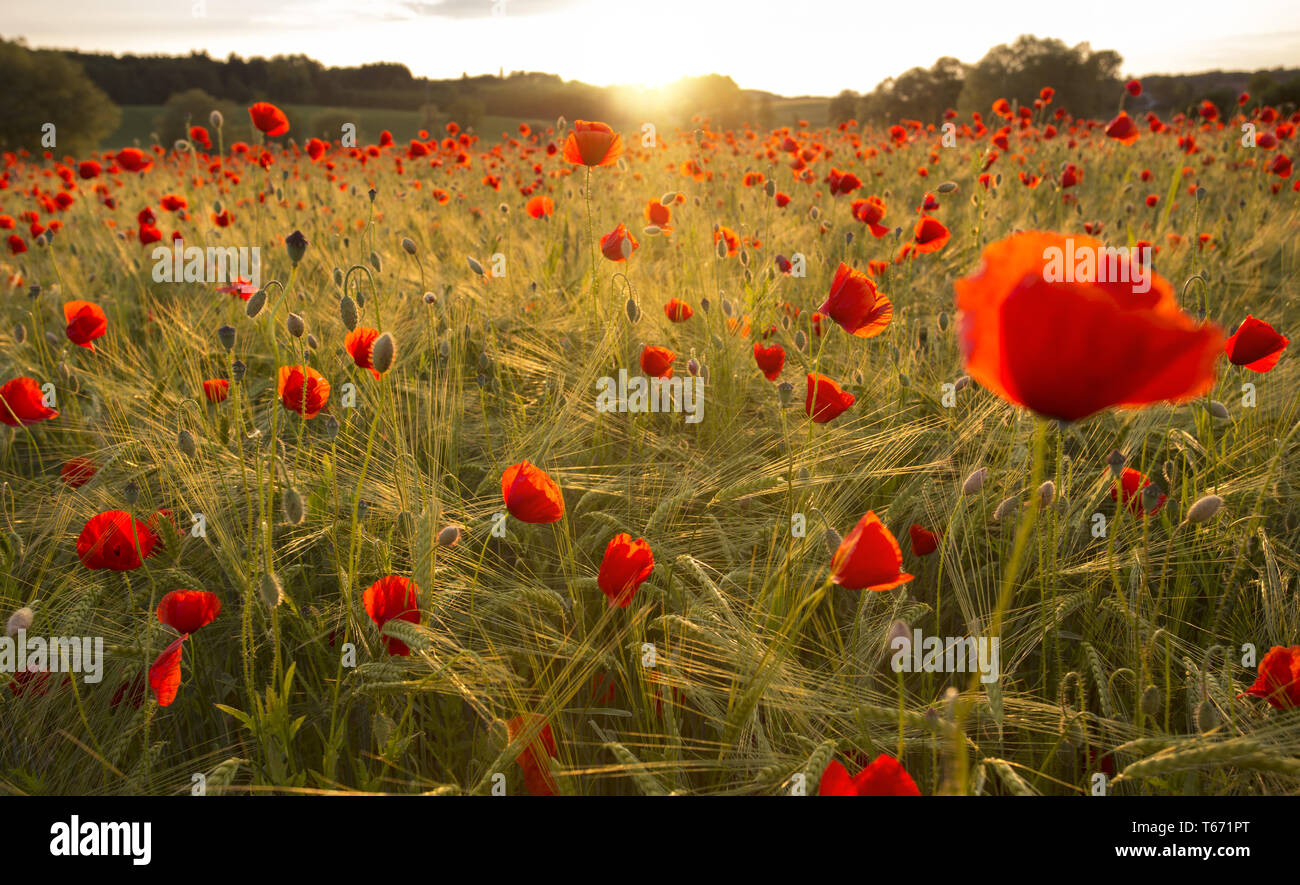a field of blooming poppies Stock Photo - Alamy