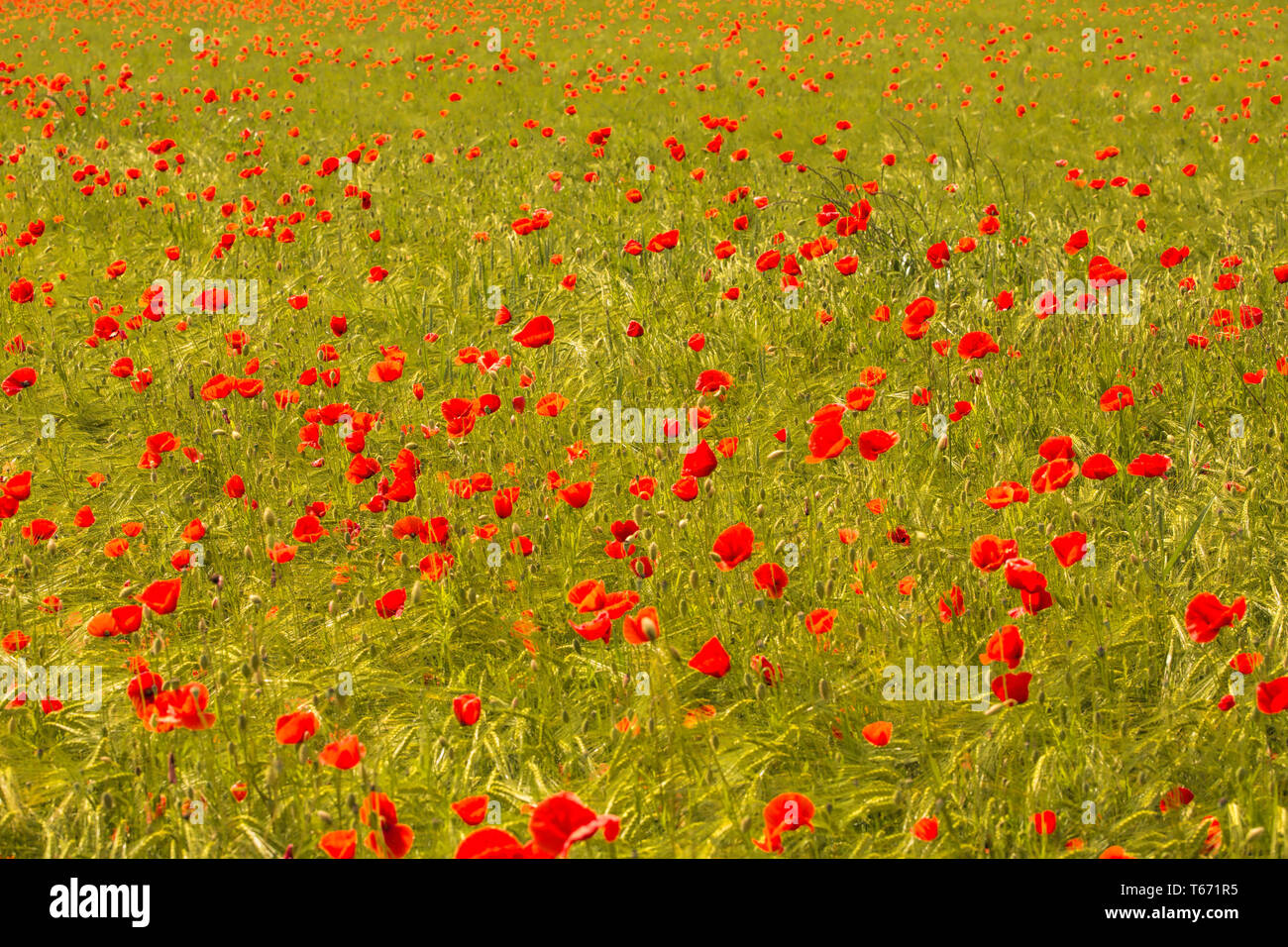a field of blooming poppies Stock Photo - Alamy
