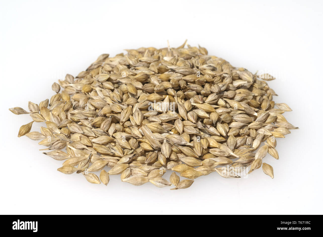 Barley, Hordeum vulgare Stock Photo - Alamy