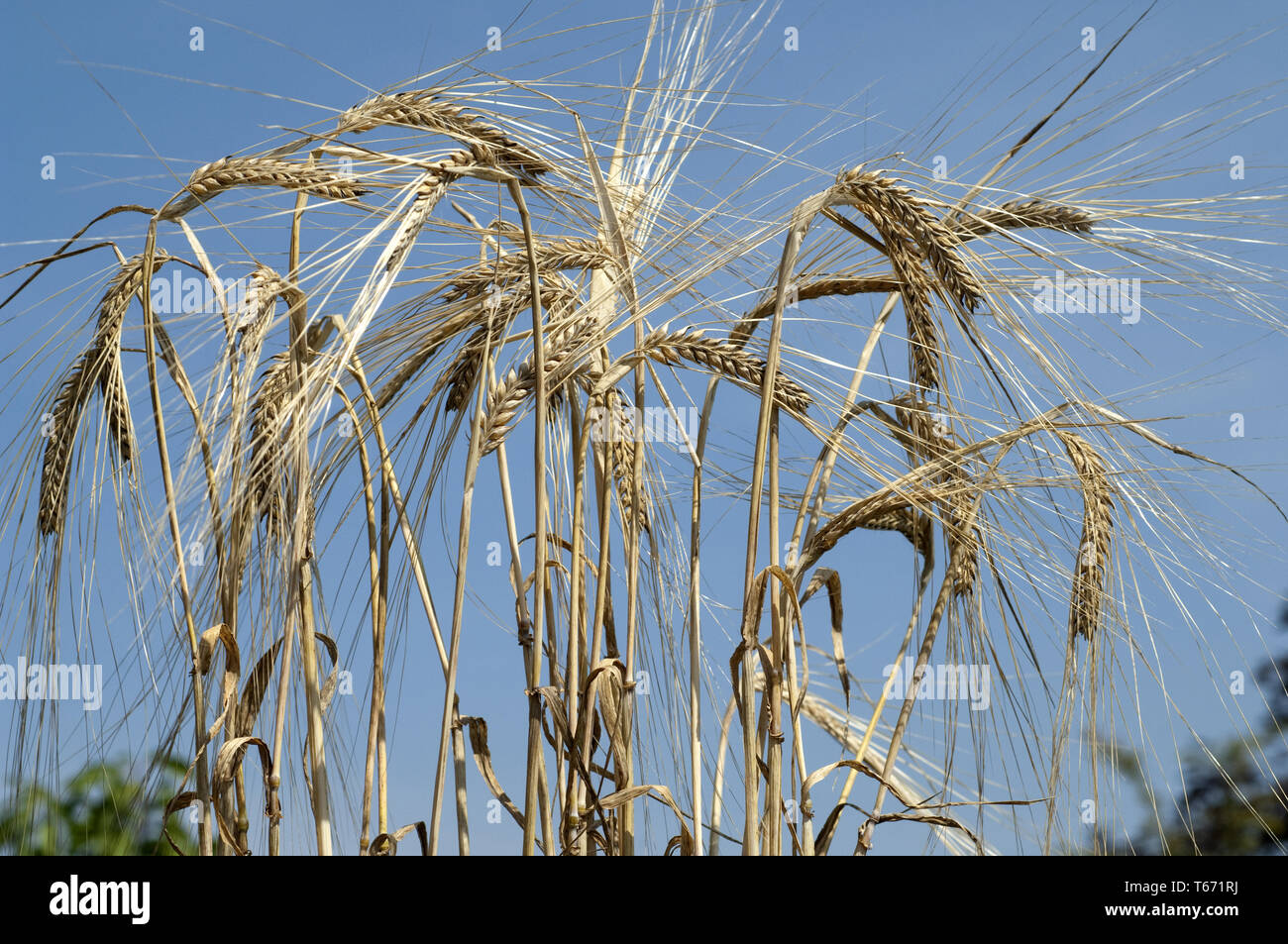 Barley, Hordeum vulgare Stock Photo - Alamy