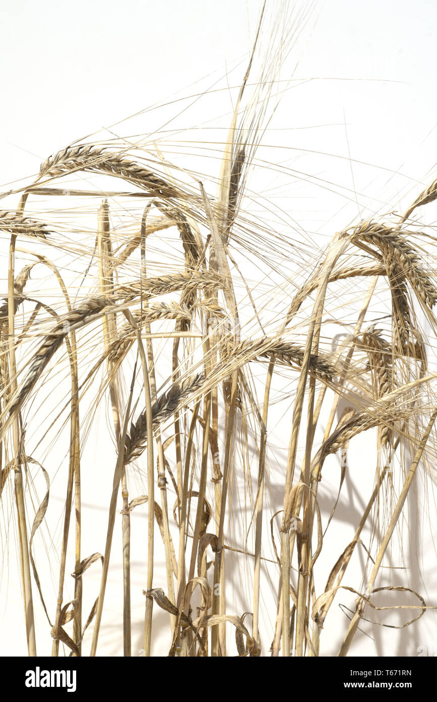 Barley, Hordeum vulgare Stock Photo - Alamy