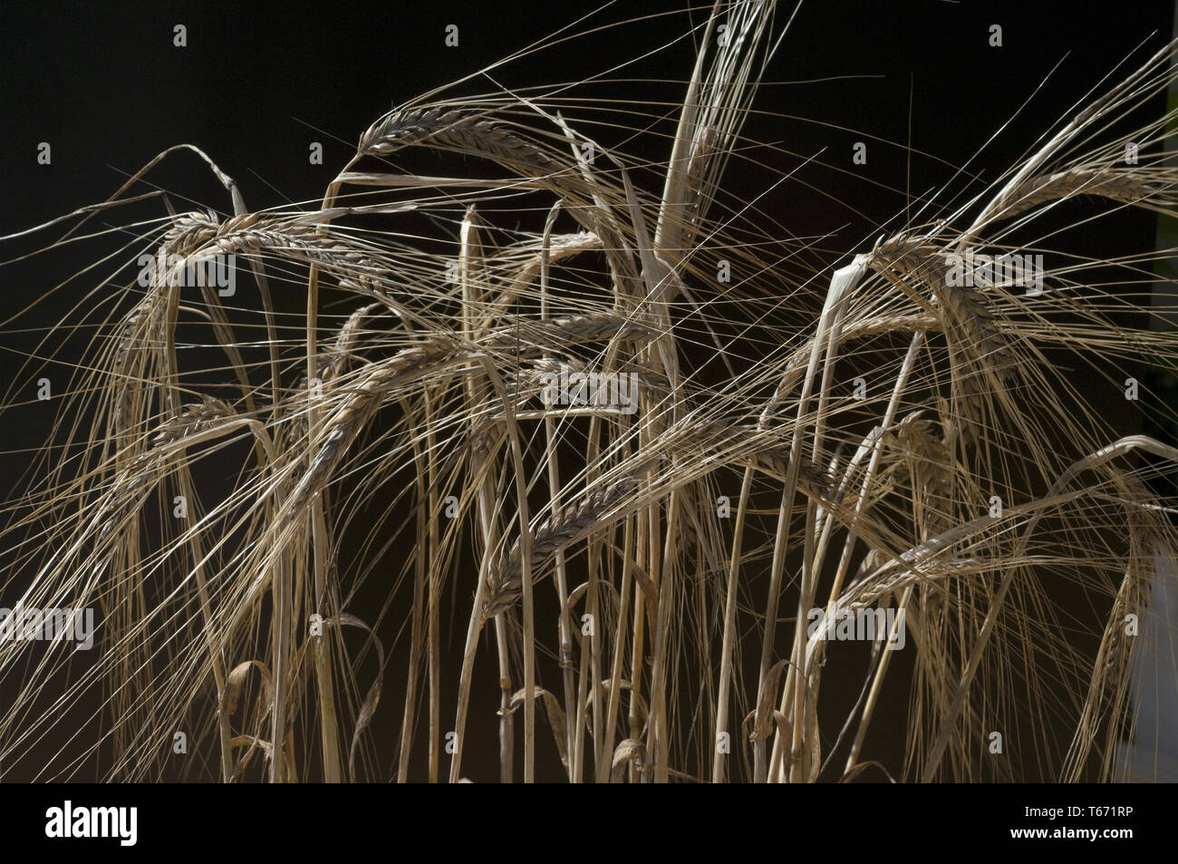 Barley, Hordeum vulgare Stock Photo - Alamy