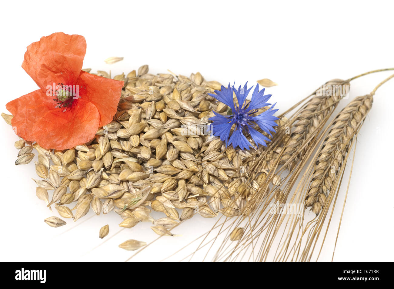 Barley, Hordeum vulgare Stock Photo - Alamy