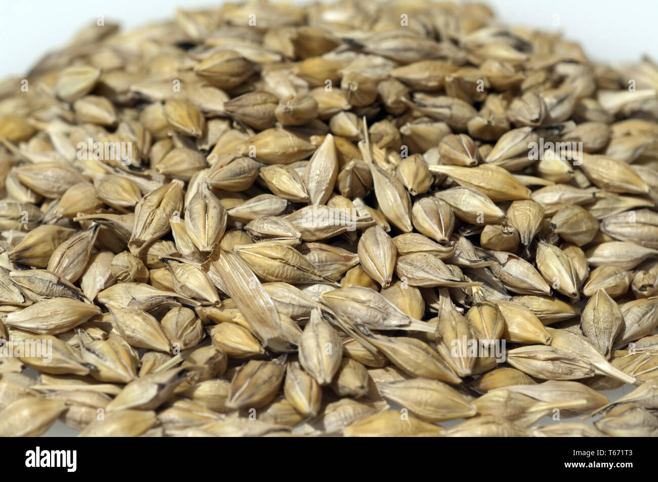 Barley, Hordeum vulgare Stock Photo - Alamy