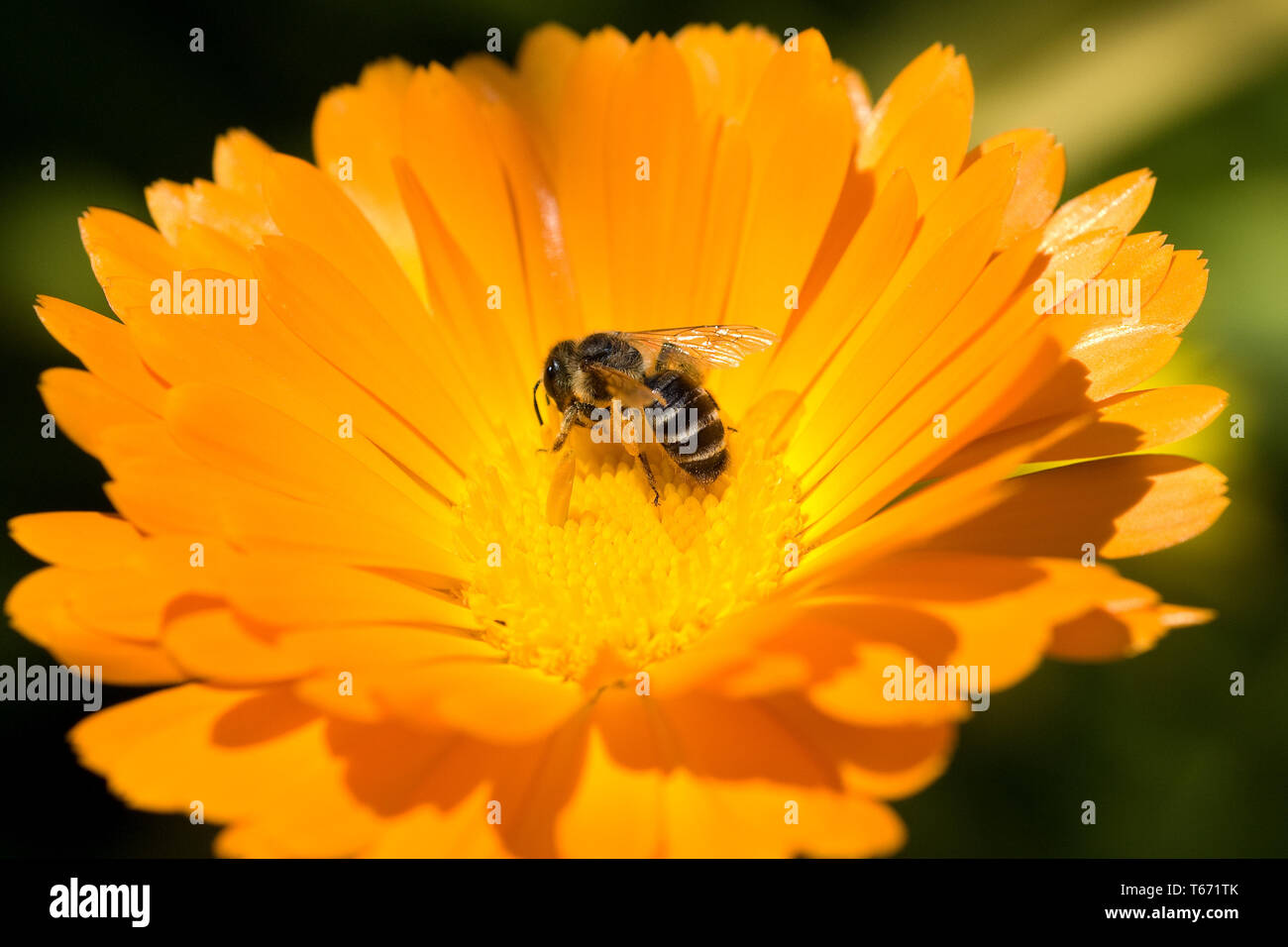 common marigold [Calendula officinalis] Stock Photo - Alamy