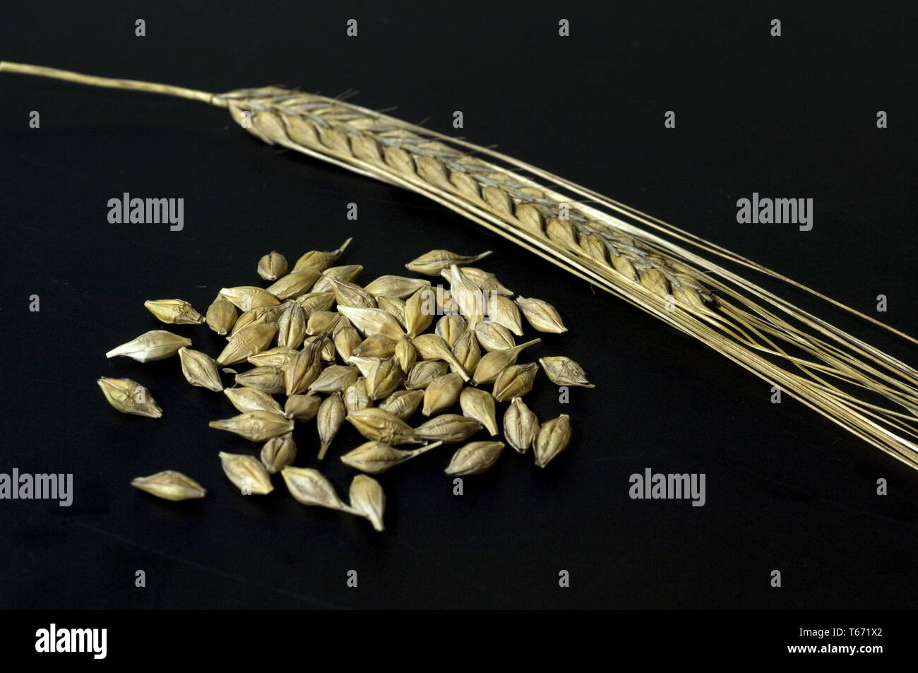 Barley, Hordeum vulgare Stock Photo - Alamy