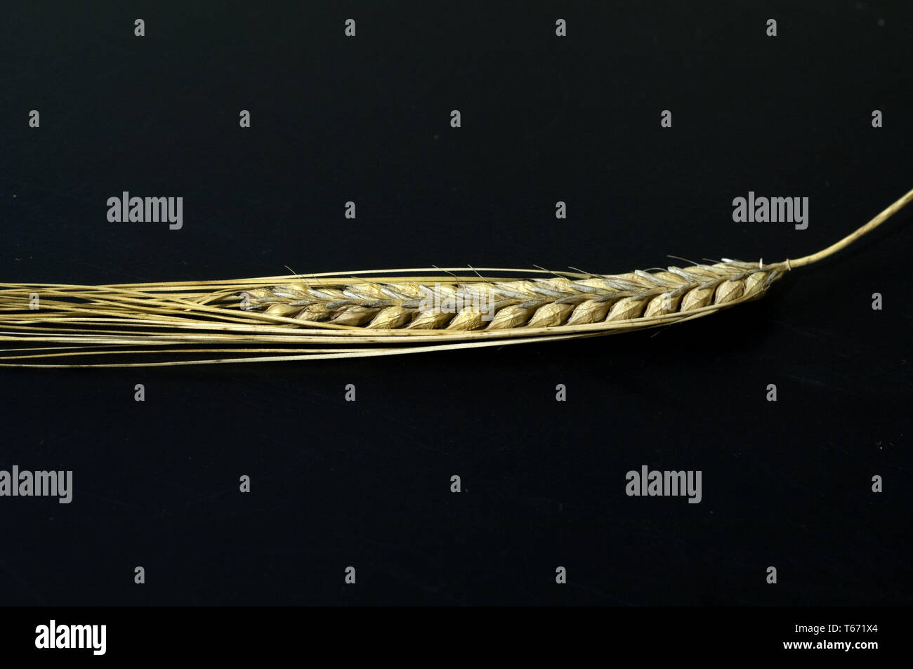Barley, Hordeum vulgare Stock Photo - Alamy