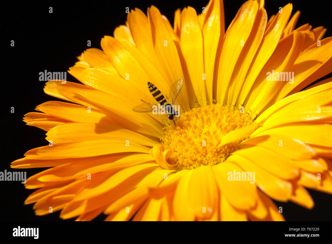 common marigold [Calendula officinalis] Stock Photo - Alamy