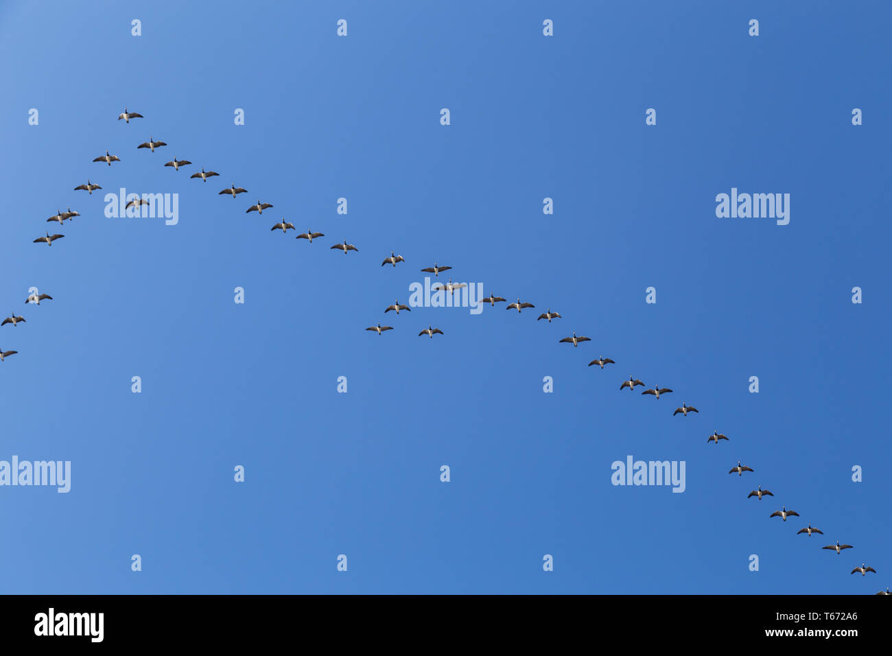Flying with the geese hi-res stock photography and images - Alamy