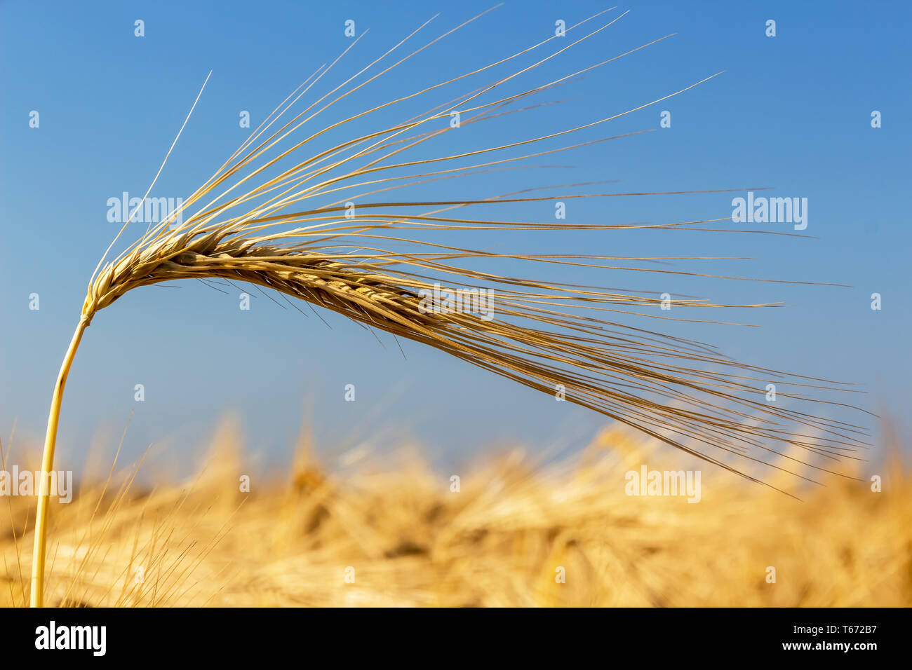 Barley, Hordeum vulgare Stock Photo - Alamy