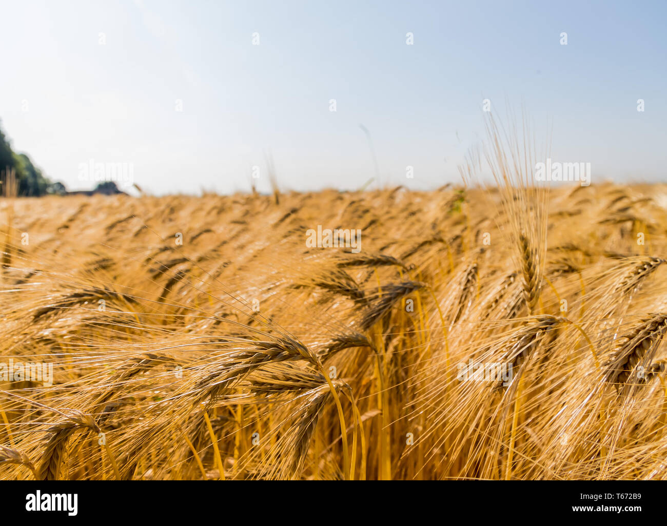 Barley, Hordeum vulgare Stock Photo - Alamy