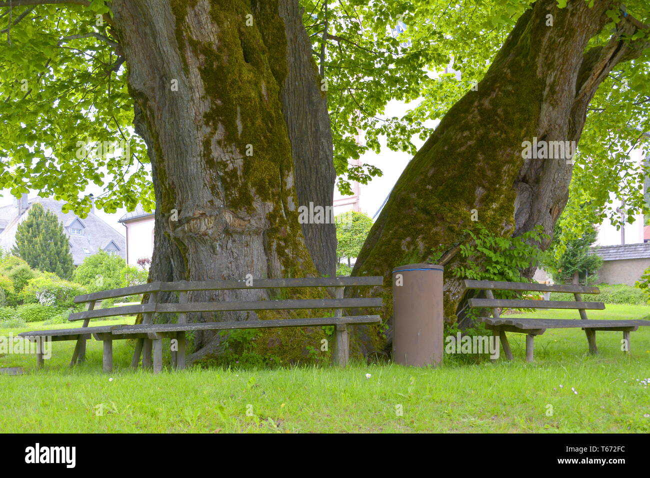 linden tree, genus tilia Stock Photo - Alamy