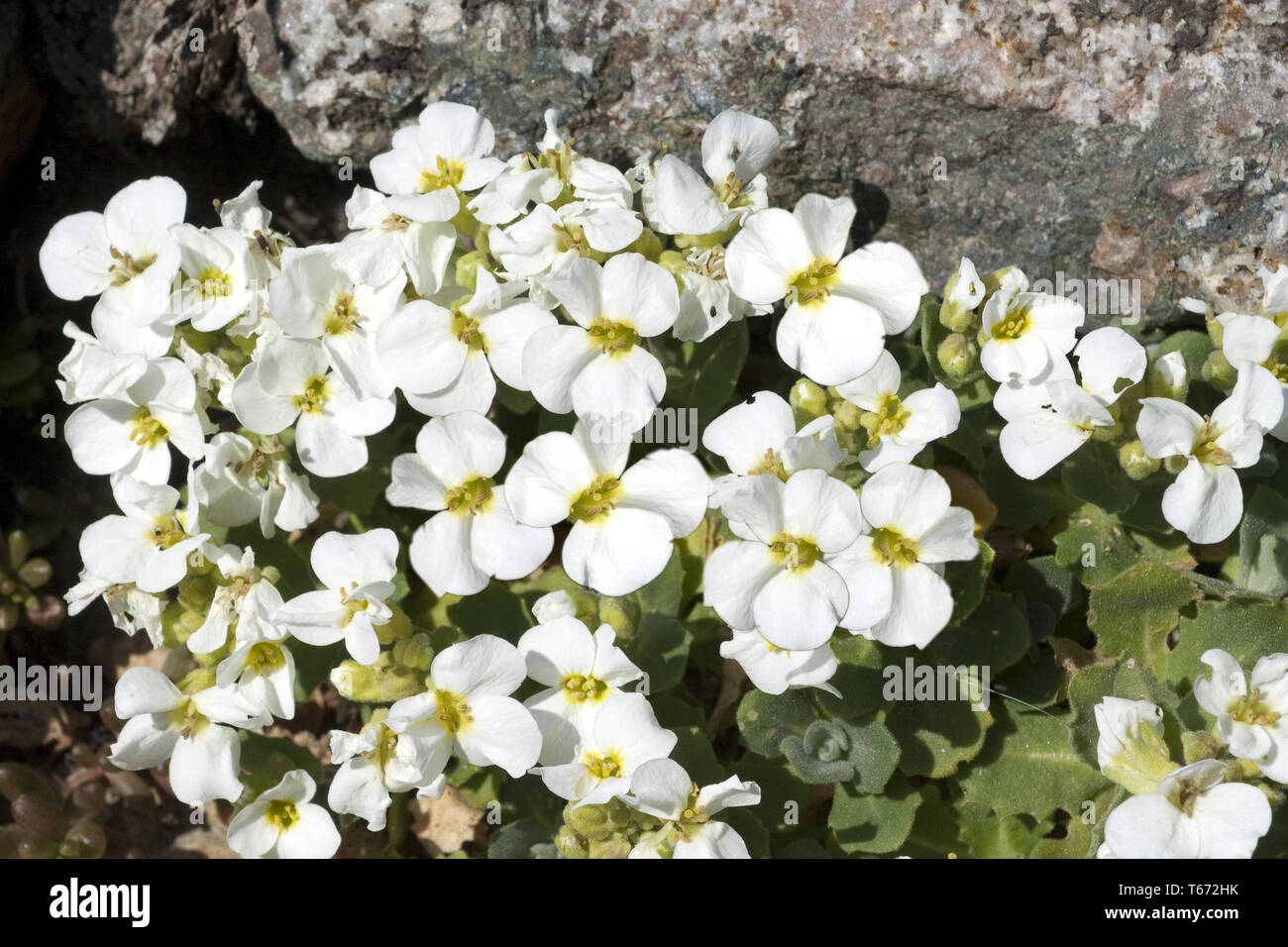 Arabis alpina hi-res stock photography and images - Alamy