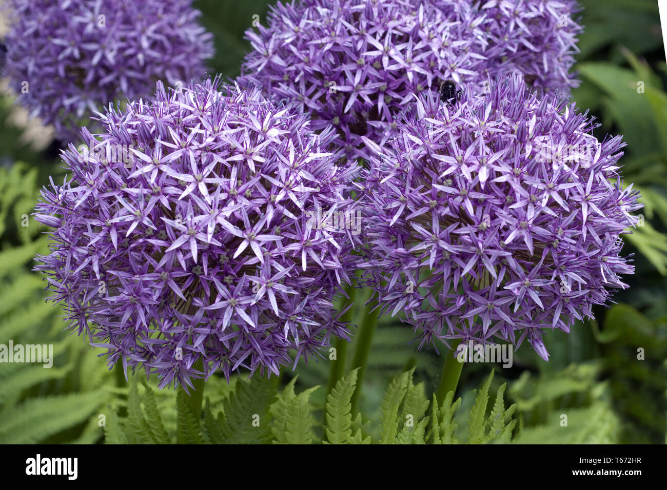 Giant allium or giant onion, Allium giganteum Stock Photo - Alamy