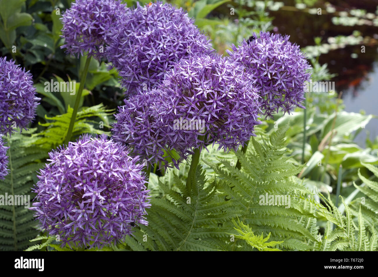 Giant allium or giant onion, Allium giganteum Stock Photo - Alamy