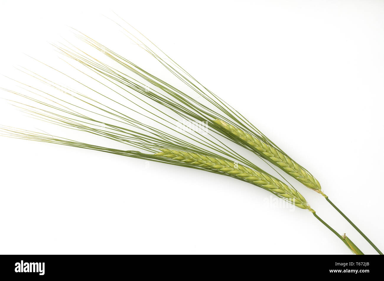 Barley, Hordeum vulgare Stock Photo - Alamy