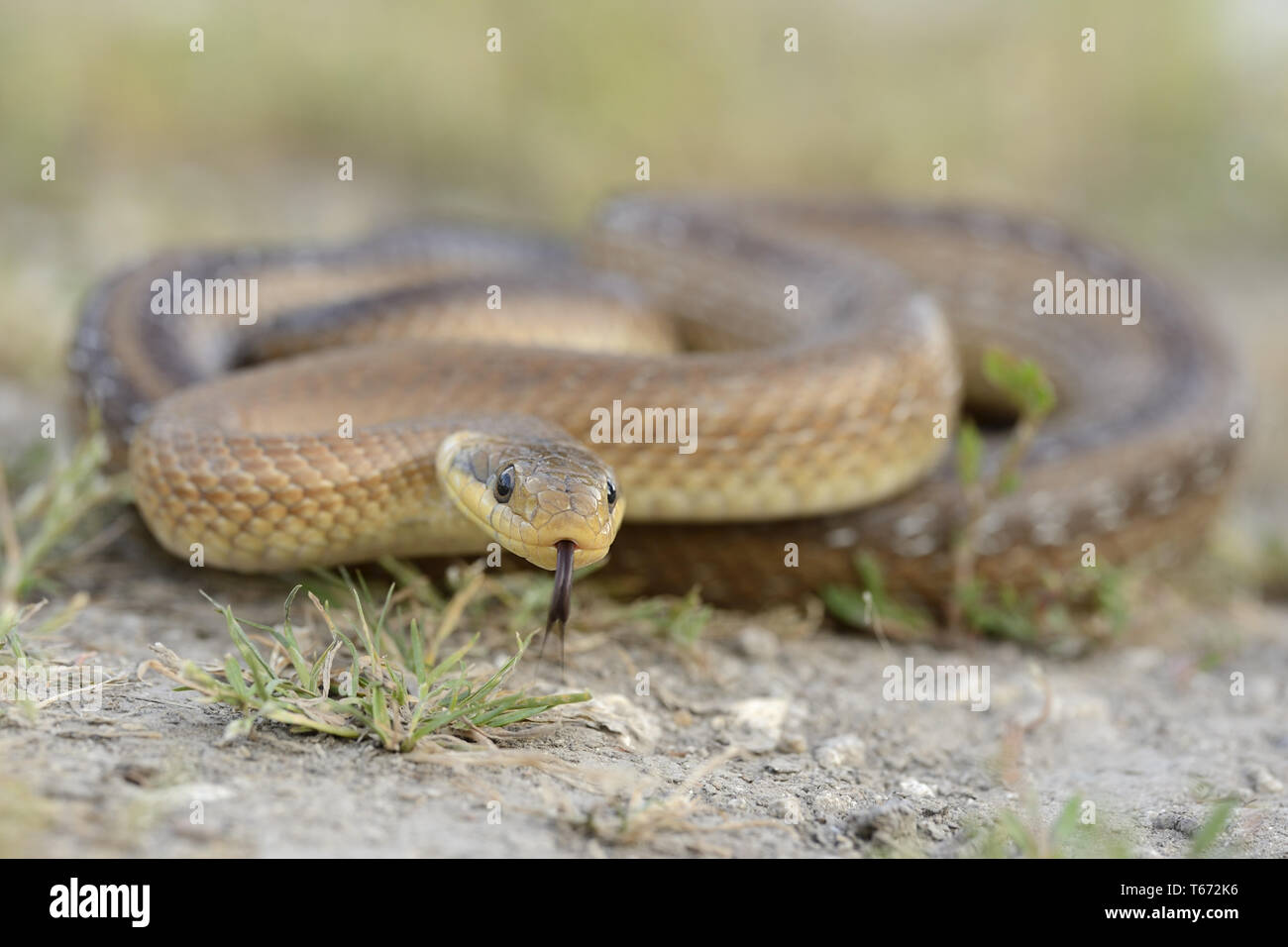 Zamensis High Resolution Stock Photography and Images - Alamy