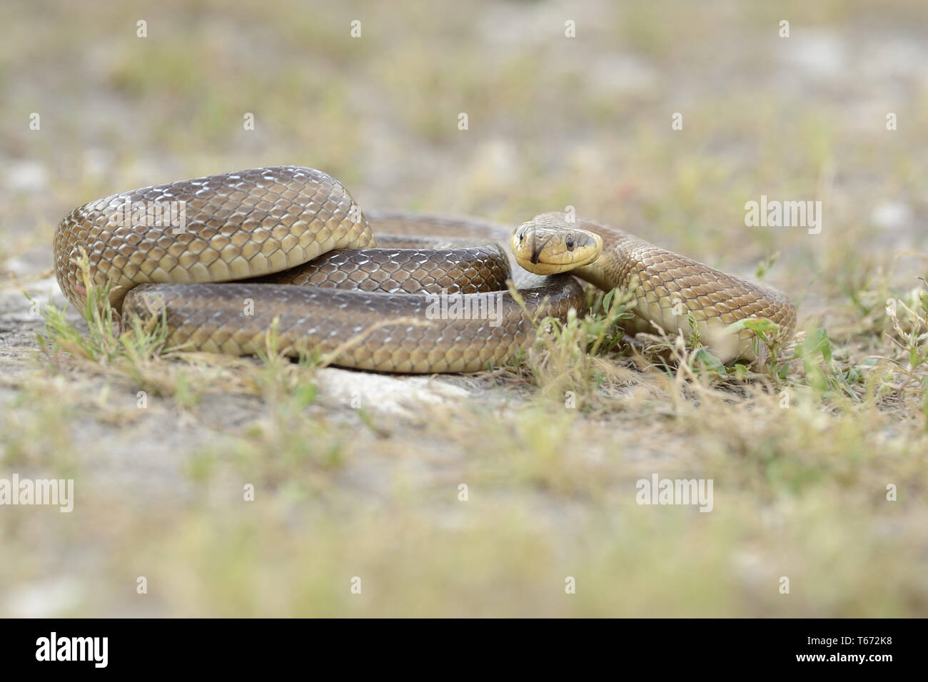 Aesculapian rat snake hi-res stock photography and images - Alamy