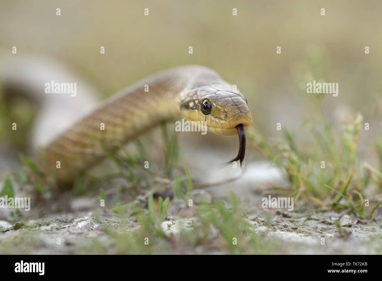 Zamensis High Resolution Stock Photography and Images - Alamy