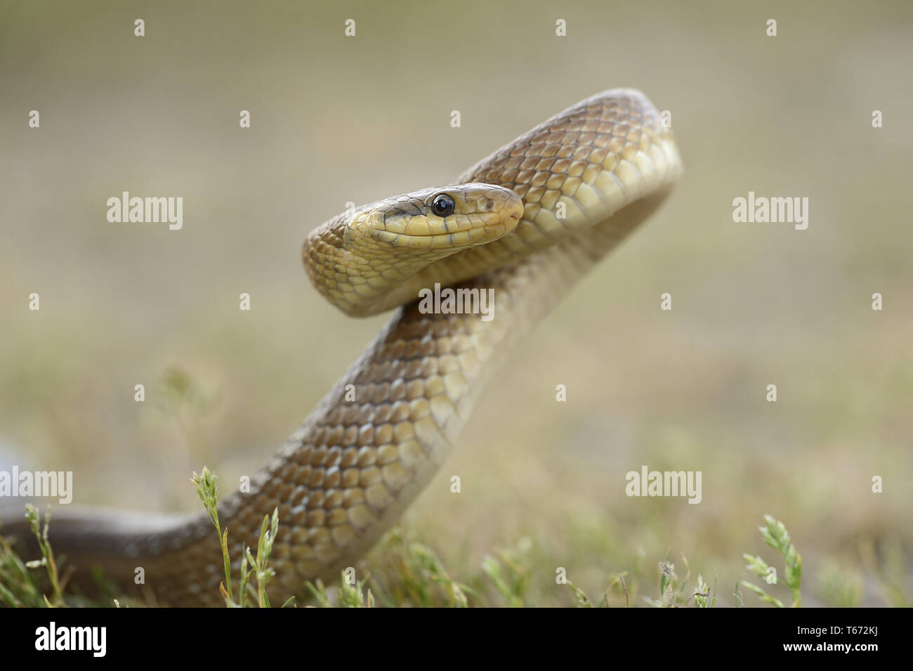 Aesculap Rat Snake, Zamensis longissimus, Elaphe longissima, Europe ...