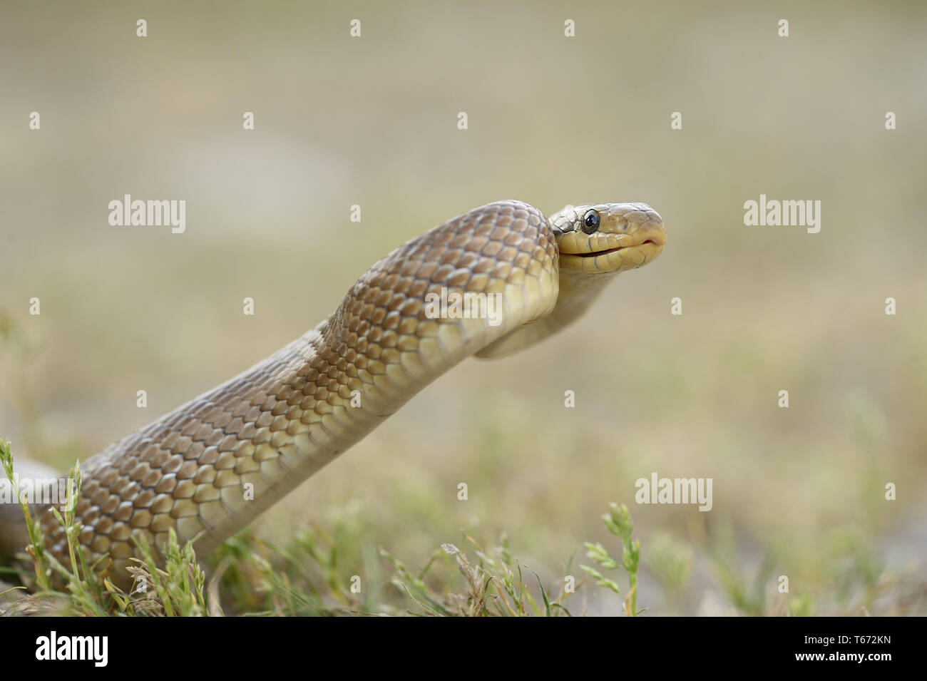 Zamensis High Resolution Stock Photography and Images - Alamy