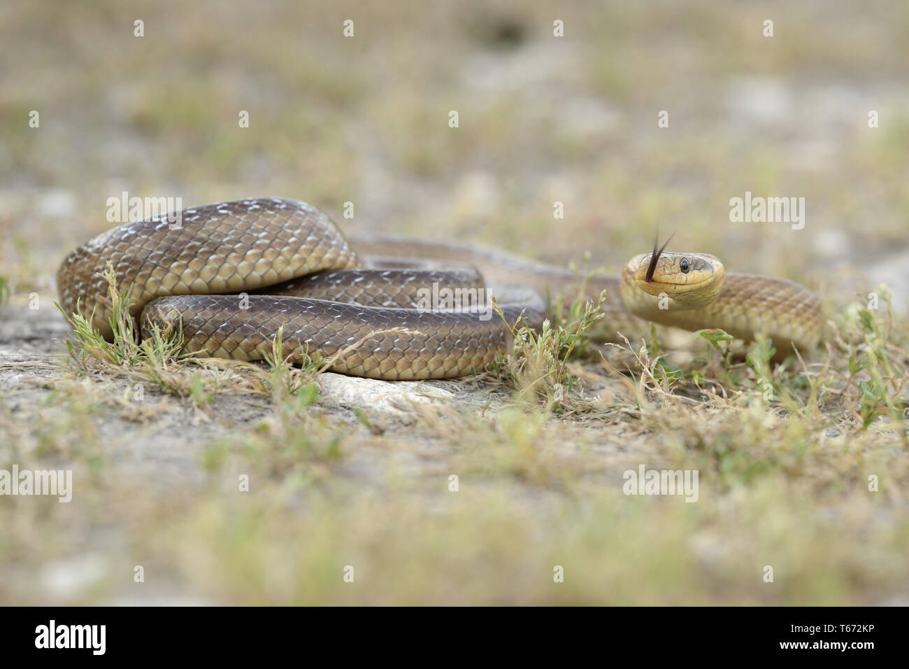 Aesculap Rat Snake, Zamensis longissimus, Elaphe longissima, Europe ...