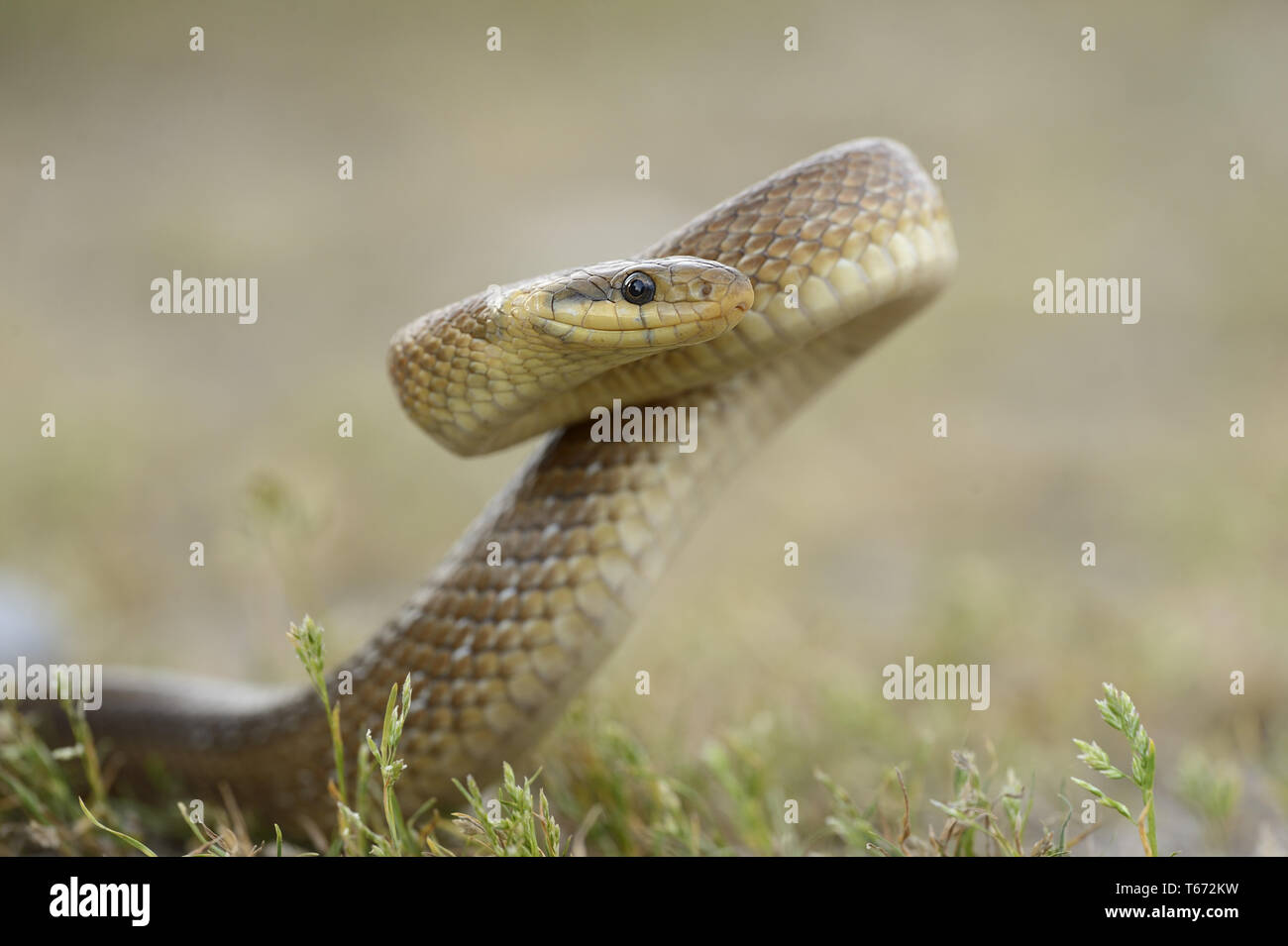 Aesculap Rat Snake, Zamensis longissimus, Elaphe longissima, Europe ...