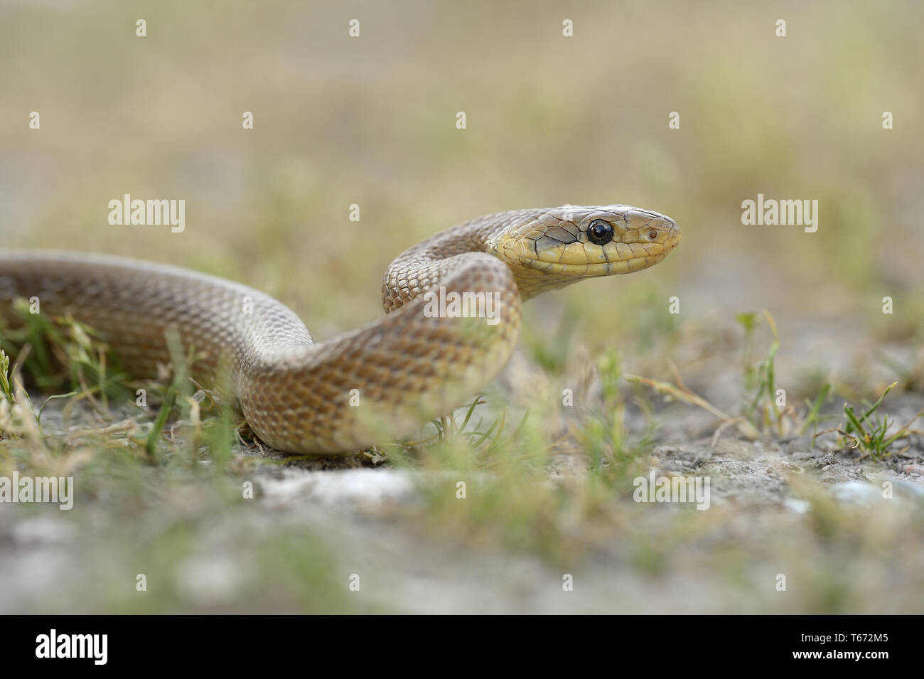Aesculap Rat Snake, Zamensis longissimus, Elaphe longissima, Europe ...