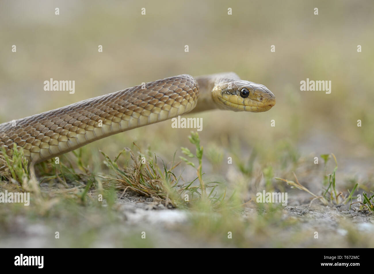 Zamensis High Resolution Stock Photography and Images - Alamy