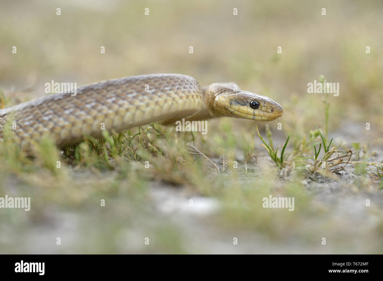 Zamensis High Resolution Stock Photography and Images - Alamy