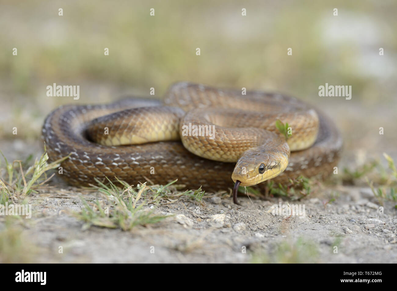 Zamensis High Resolution Stock Photography and Images - Alamy