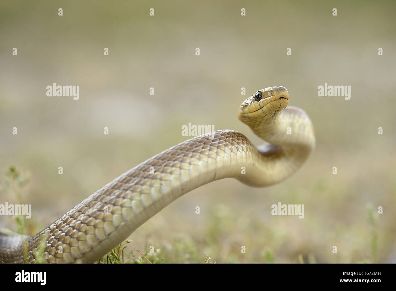 Aesculap Rat Snake, Zamensis longissimus, Elaphe longissima, Europe ...