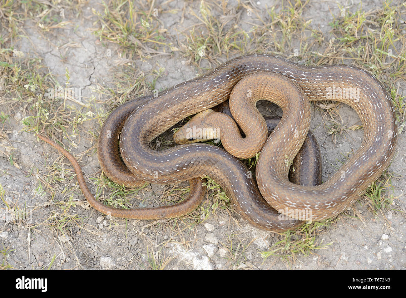Aesculap Rat Snake, Zamensis longissimus, Elaphe longissima, Europe ...