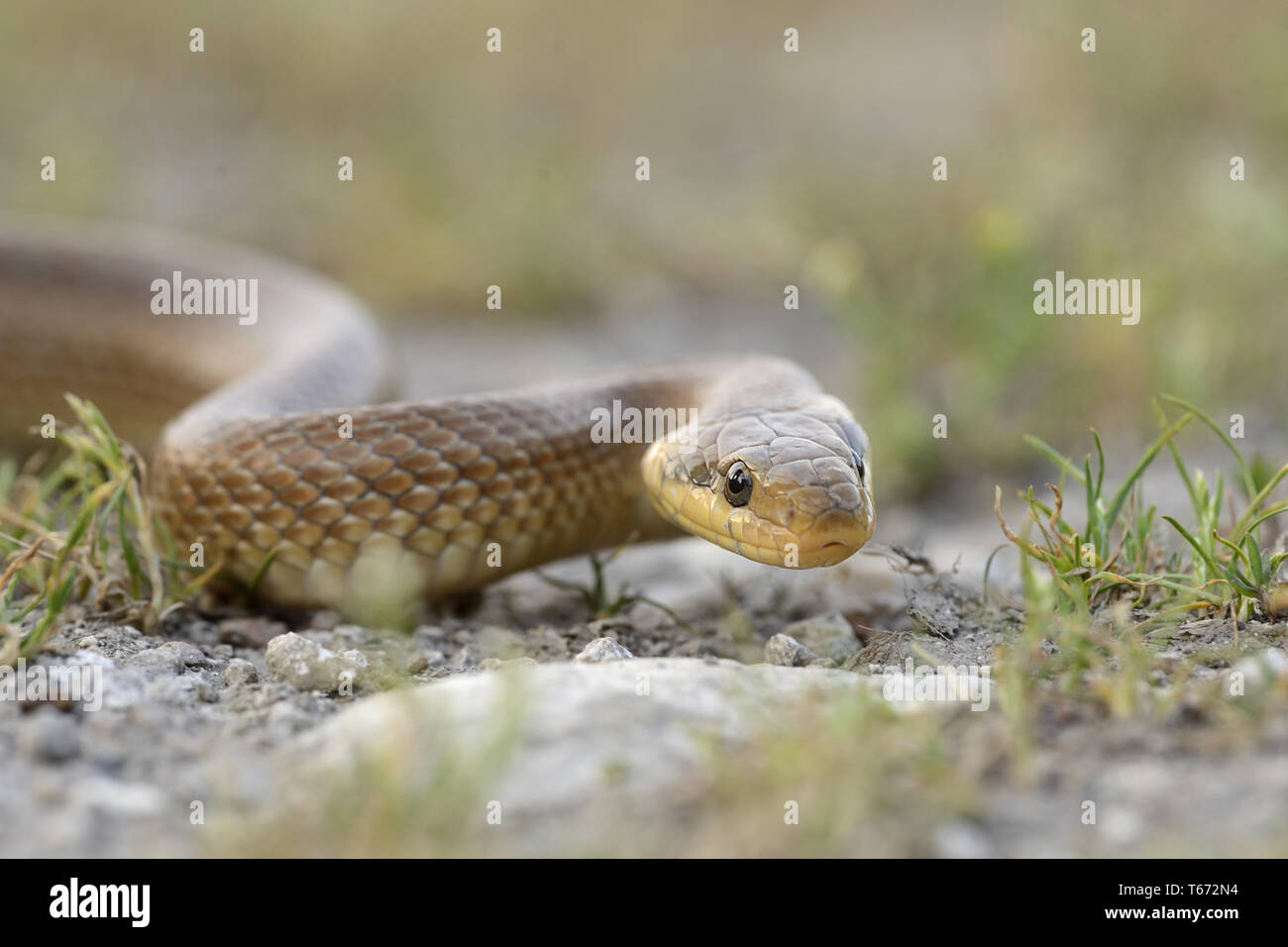 Aesculap Rat Snake, Zamensis longissimus, Elaphe longissima, Europe ...