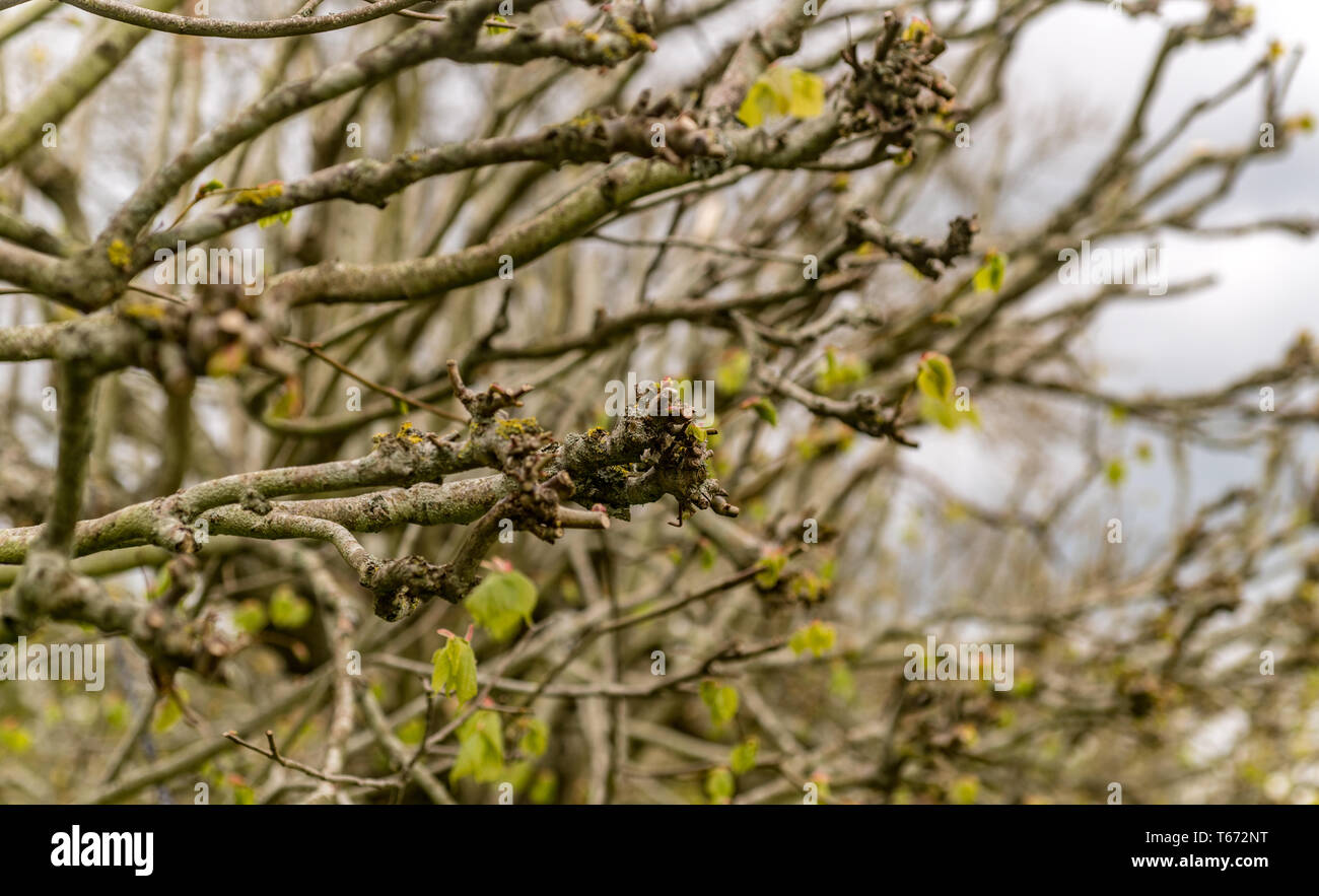 Pollarded Lime trees Stock Photo - Alamy