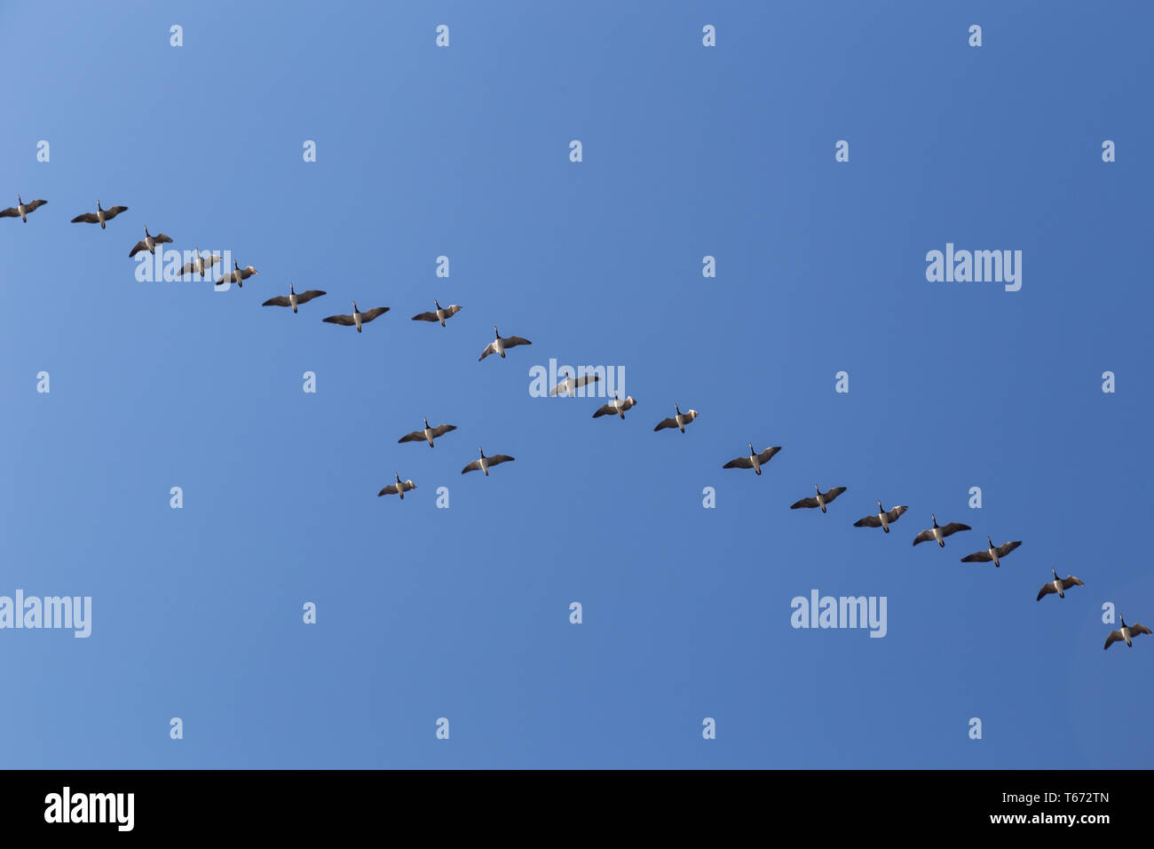 Wild geese in flight Stock Photo - Alamy