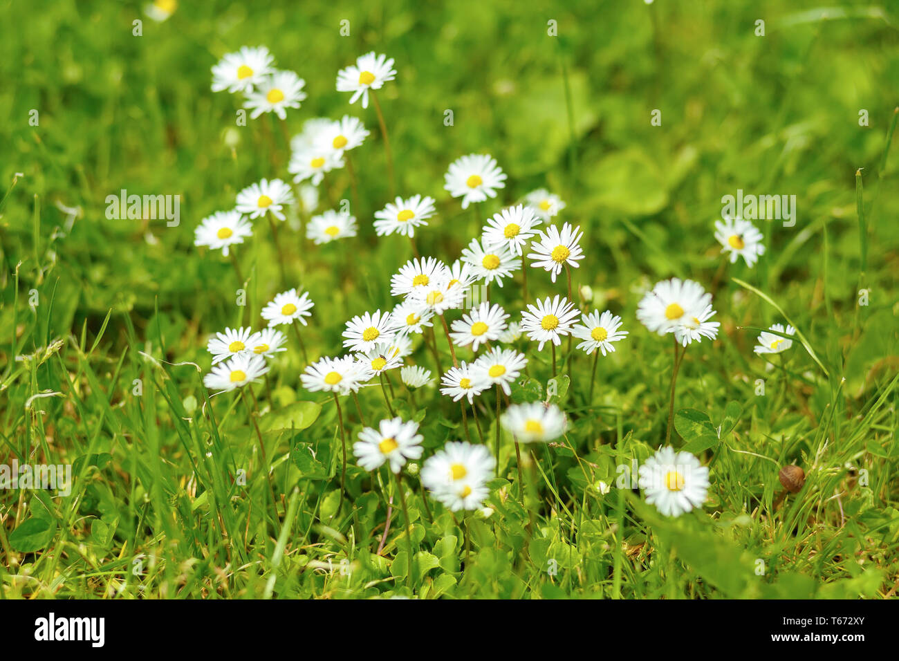 small daisy flower Stock Photo - Alamy