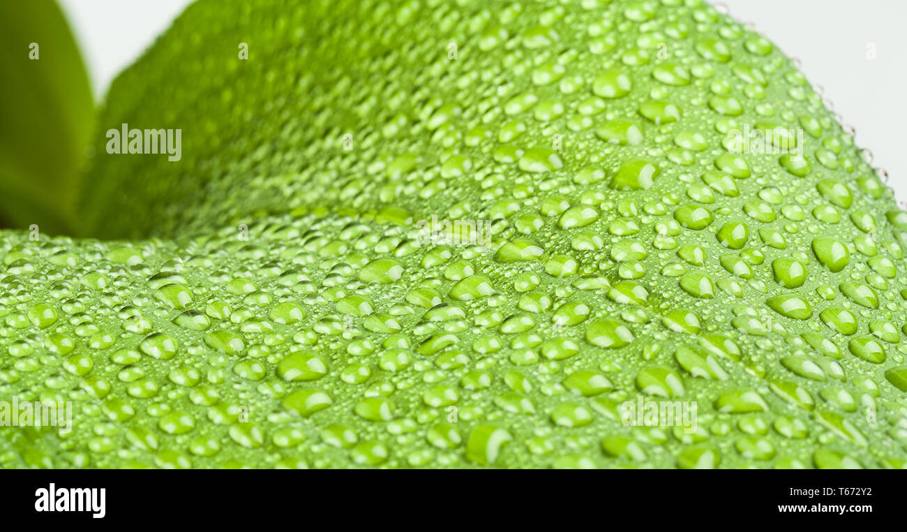 water drops on green plant leaf Stock Photo - Alamy