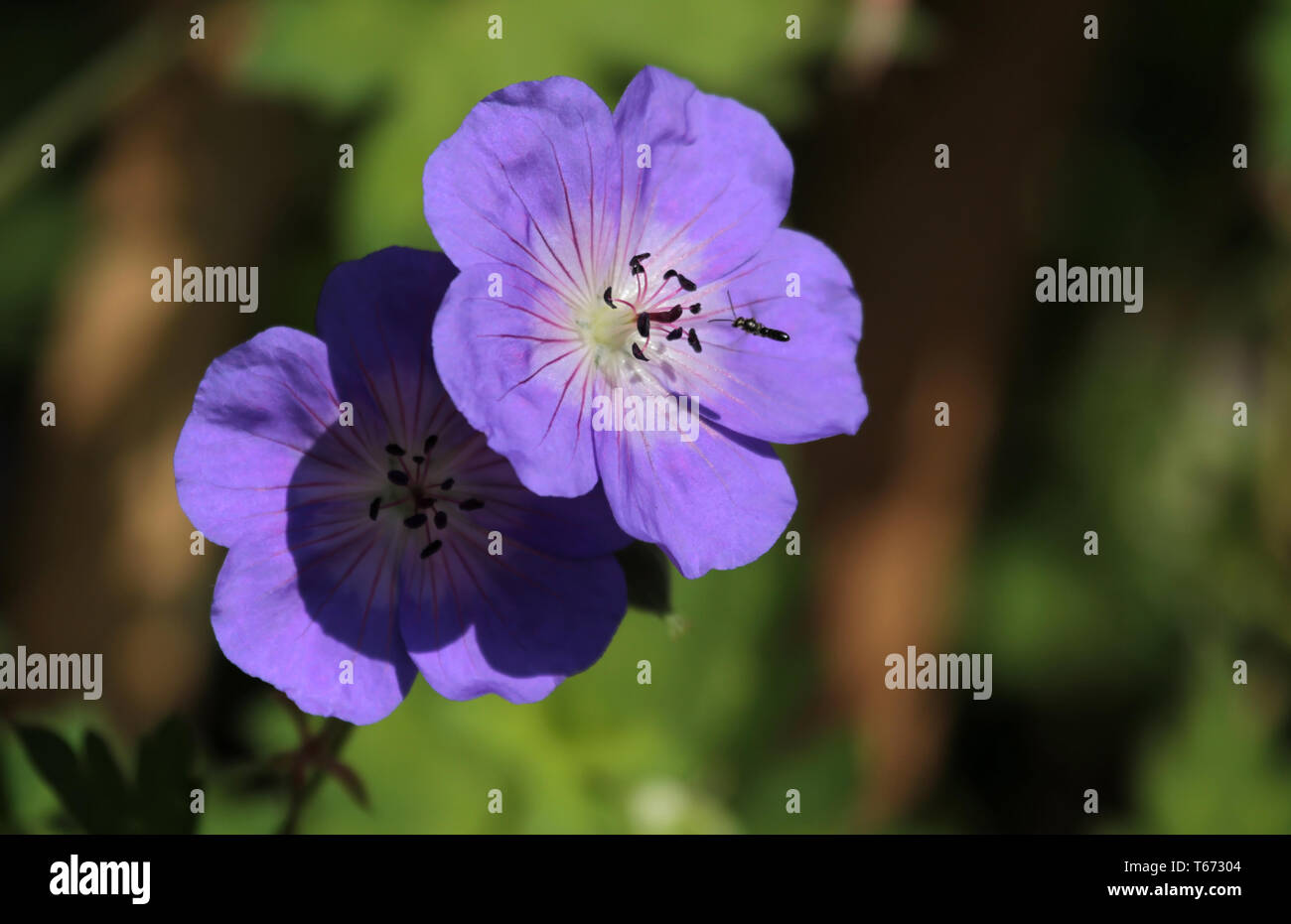 Herb Robert, Geranium robertianum Stock Photo - Alamy