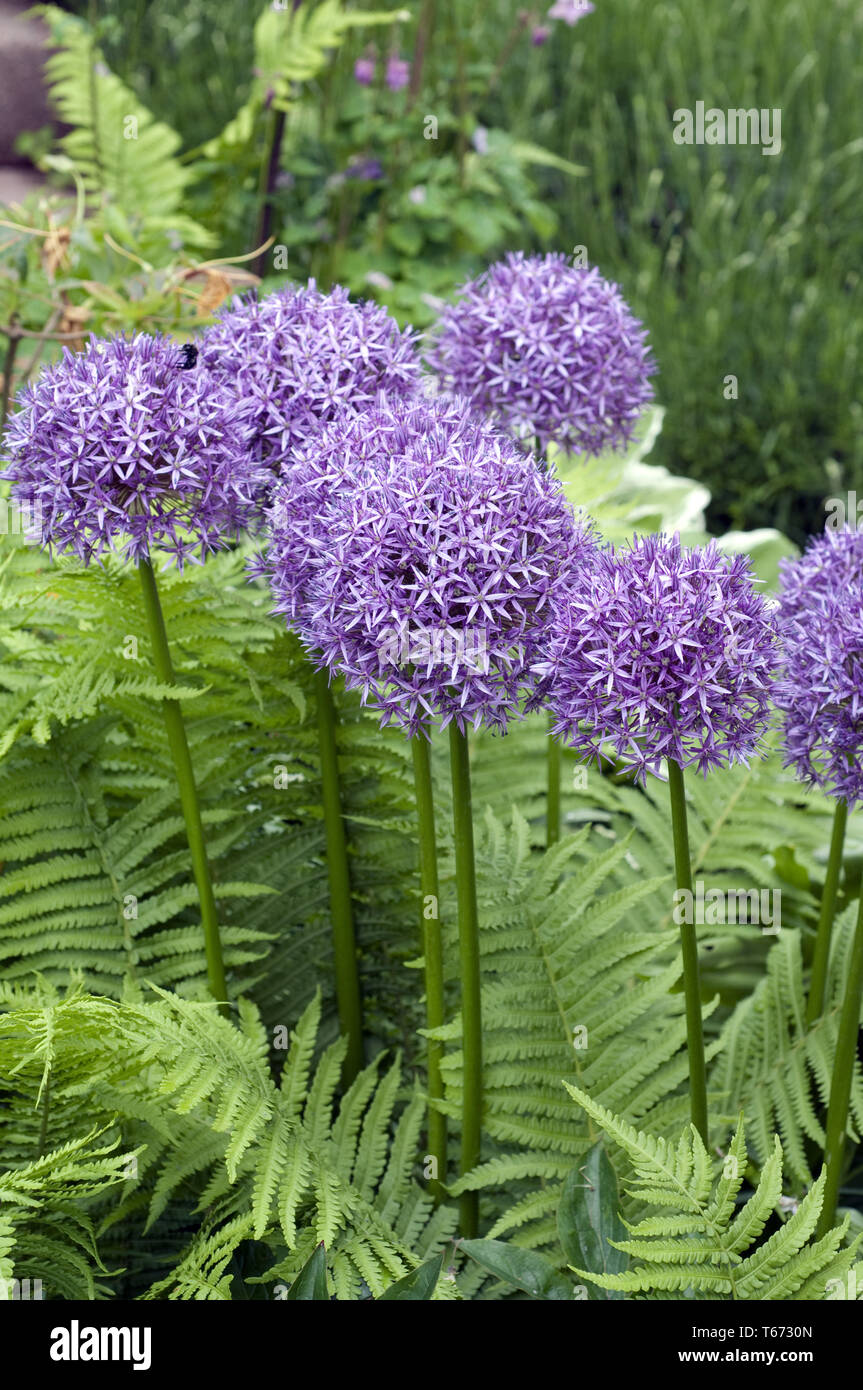 Giant allium or giant onion, Allium giganteum Stock Photo - Alamy