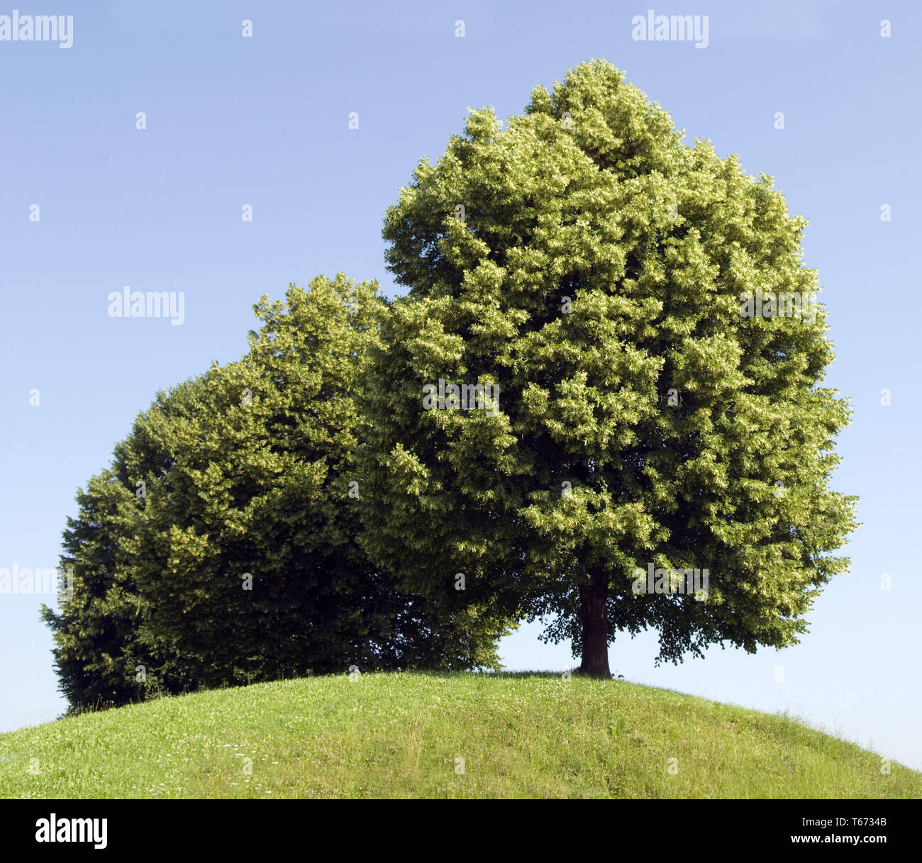 linden tree, genus tilia Stock Photo - Alamy